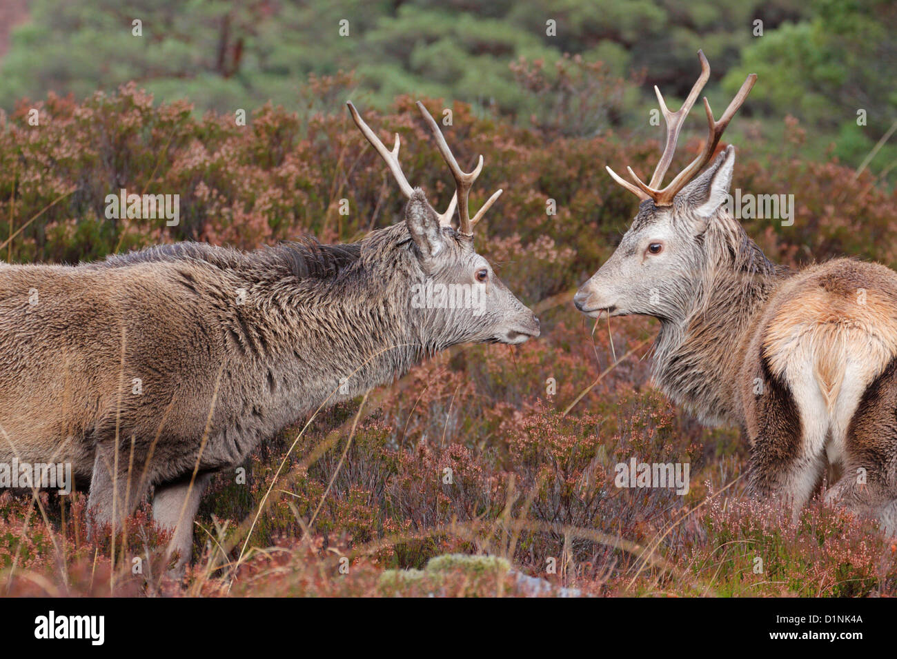 Highland stags hi-res stock photography and images - Alamy