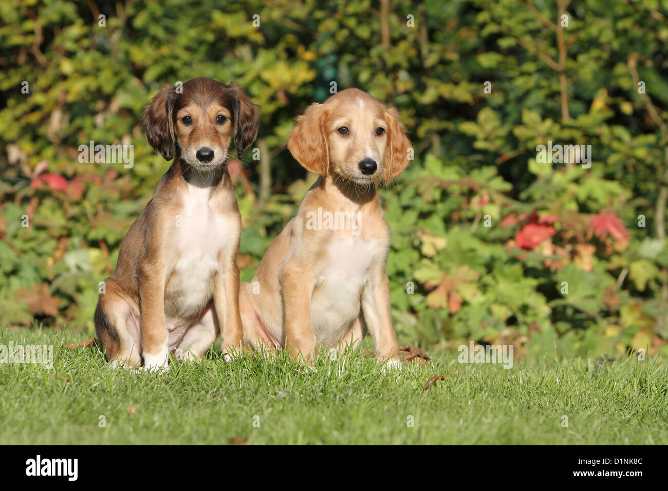 Feathered saluki hi-res stock photography and images - Alamy