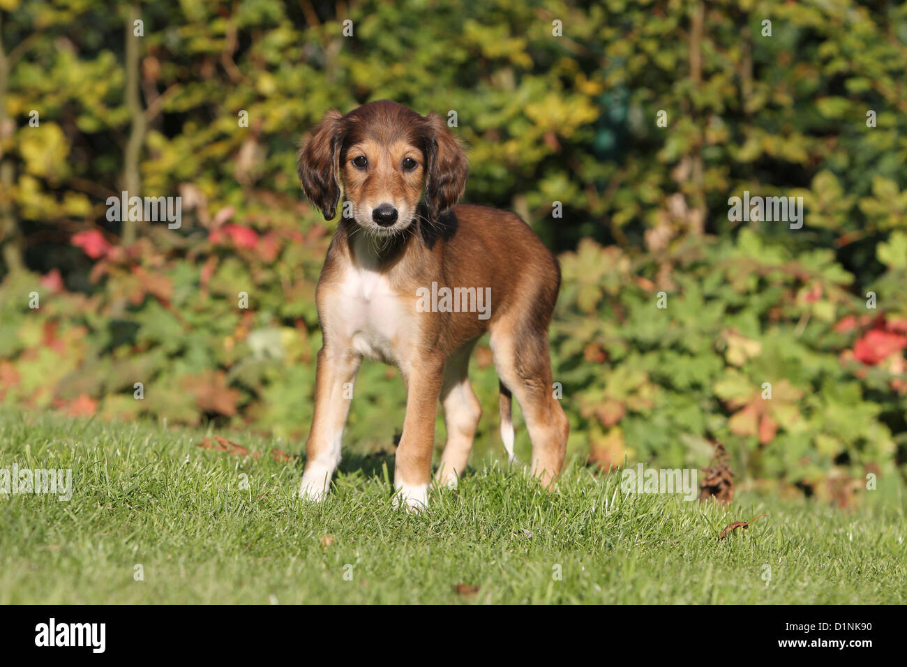 Feathered saluki hi-res stock photography and images - Alamy