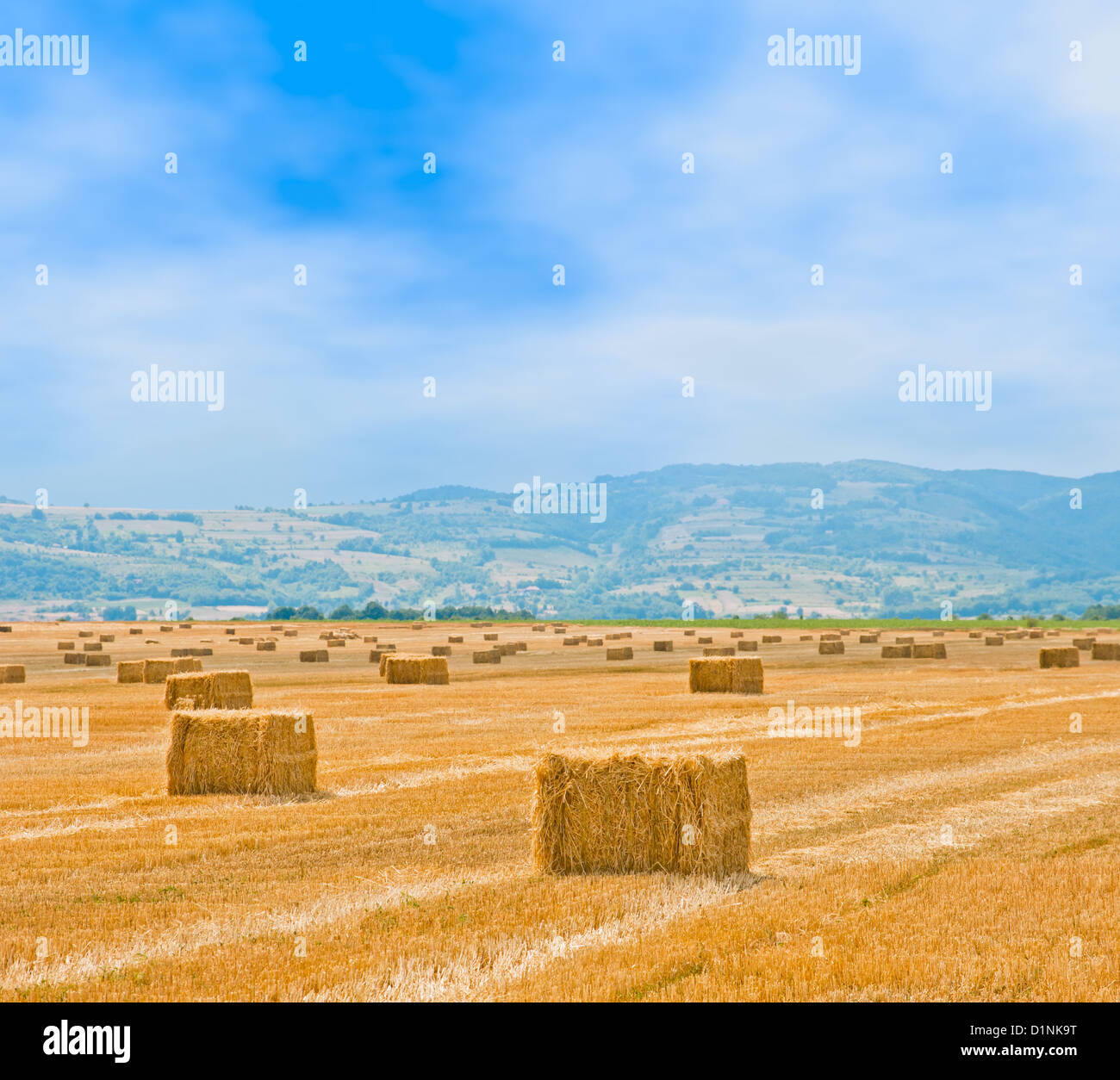 Hay bale in the countryside Stock Photo - Alamy