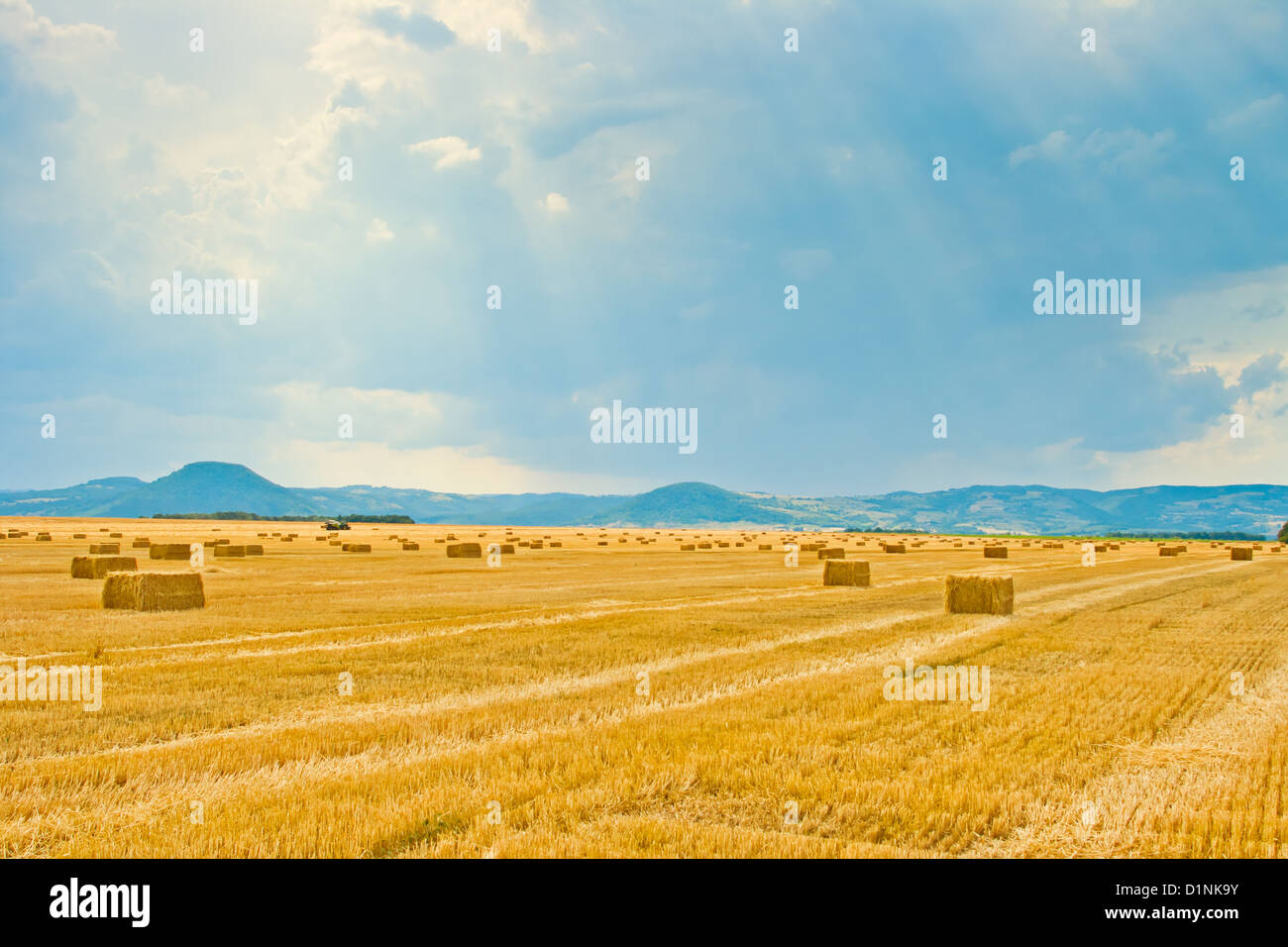 Haystacks in the fields during harvest Stock Photo - Alamy