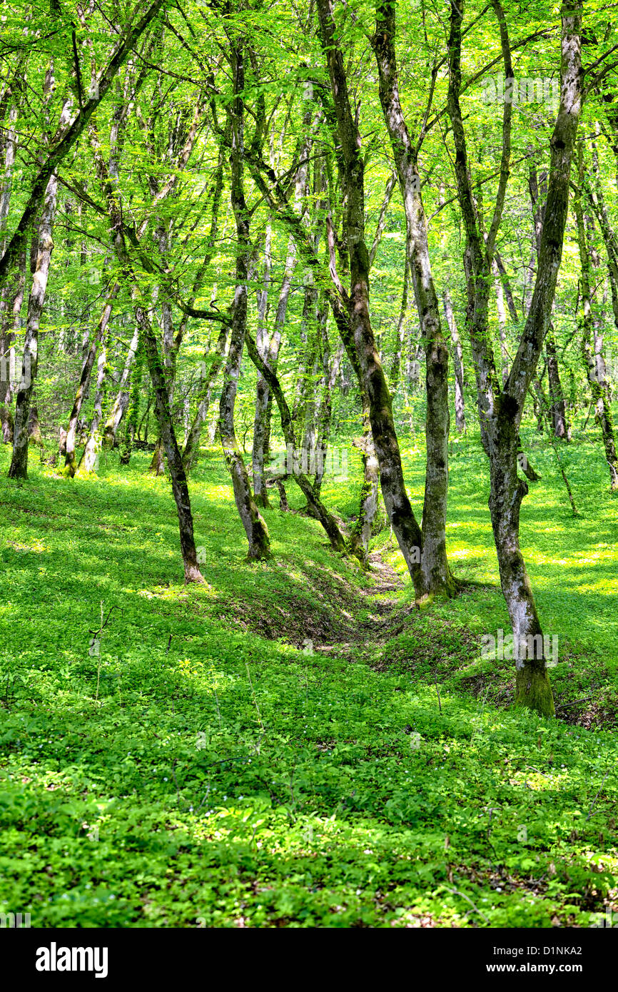 Spring in romania hi-res stock photography and images - Alamy