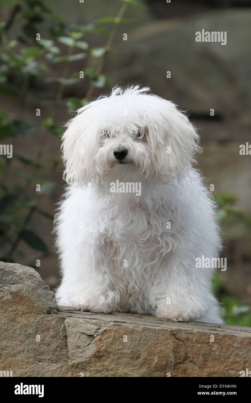 Dog Bolognese / Bichon Bolonais young sitting on a rock Stock Photo - Alamy
