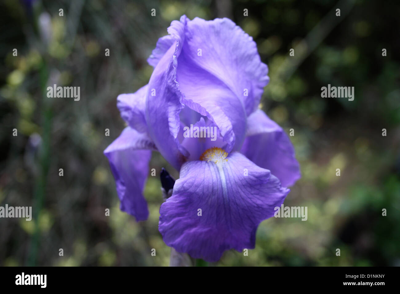 English iris hi-res stock photography and images - Alamy