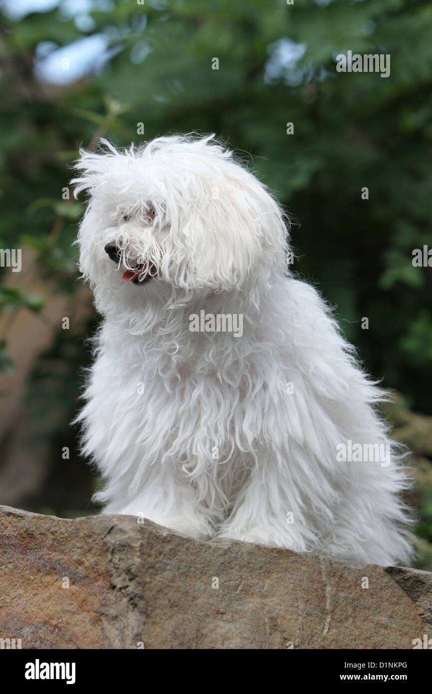 Dog Bolognese / Bichon Bolonais young sitting profile Stock Photo - Alamy