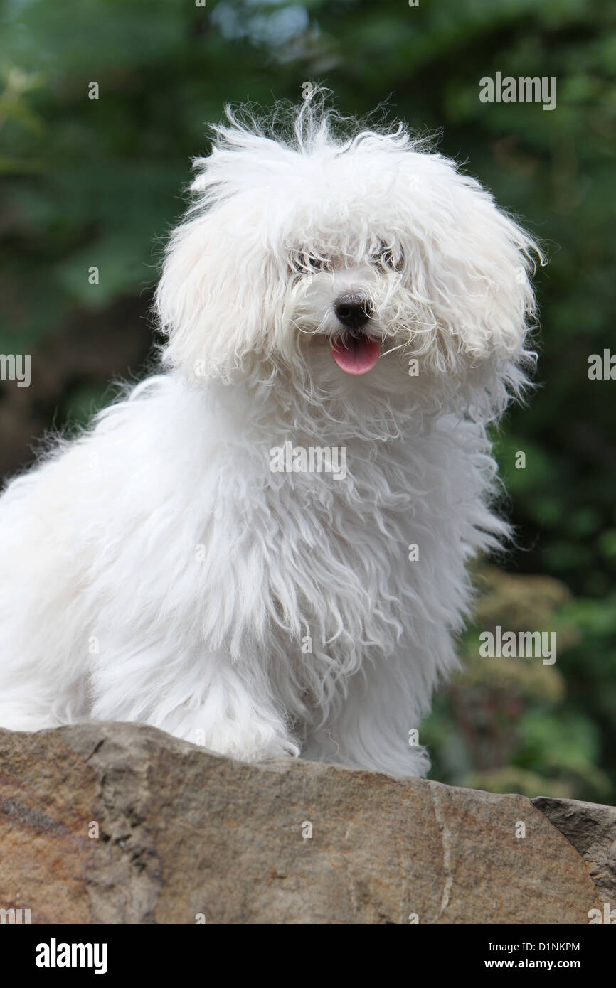 Dog Bolognese / Bichon Bolonais young sitting portrait Stock Photo - Alamy