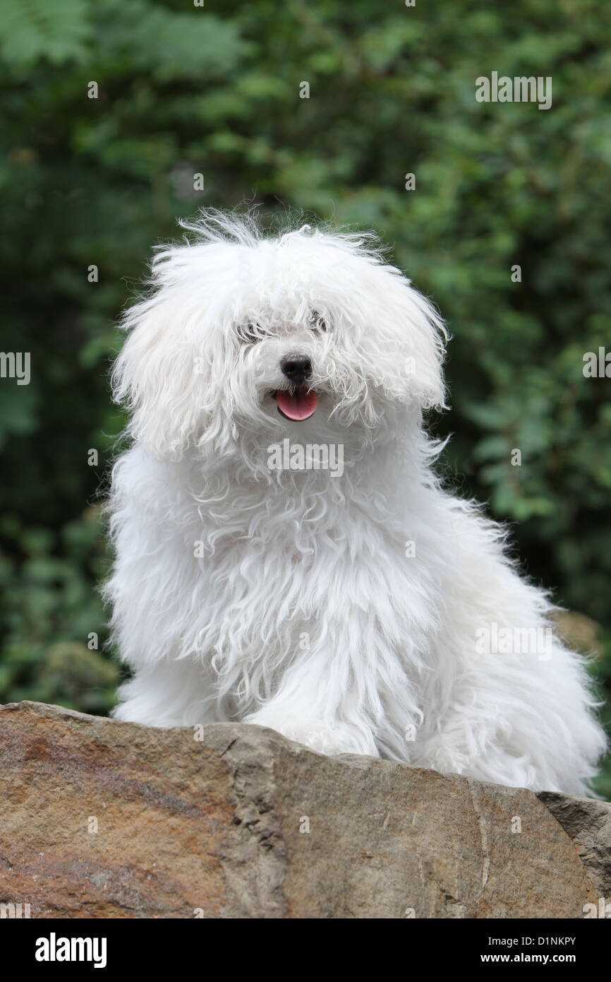 Bolonais hi-res stock photography and images - Alamy