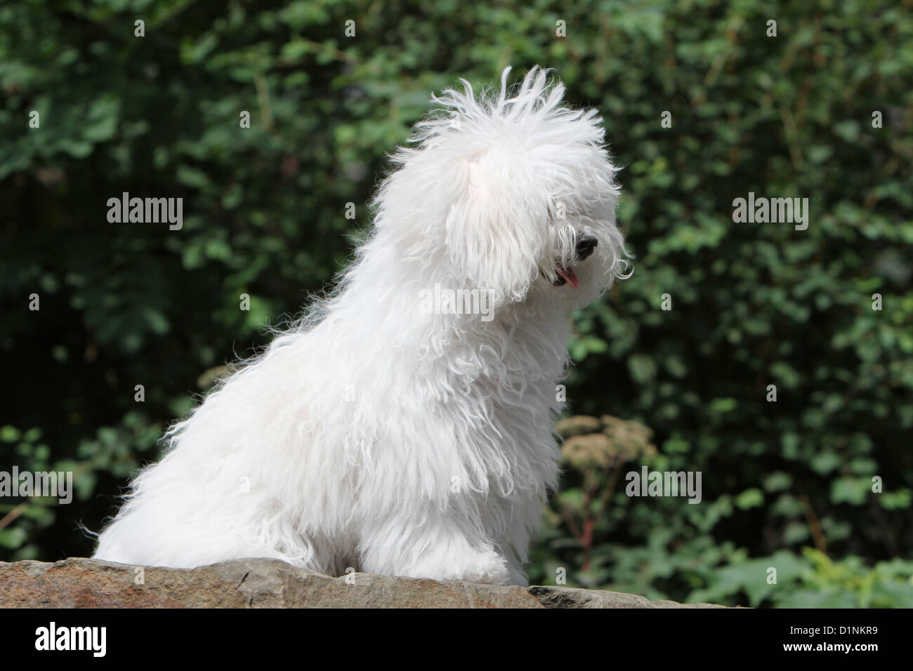 Dog Bolognese / Bichon Bolonais young sitting profile Stock Photo - Alamy