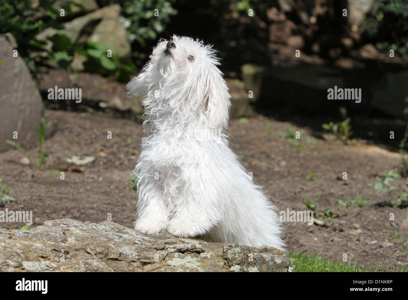Dog Bolognese / Bichon Bolonais puppy standing on a rock look up Stock ...