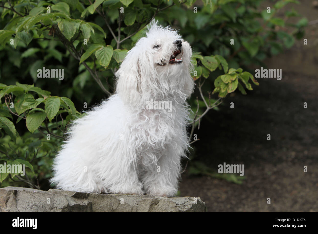 Bolonais hi-res stock photography and images - Alamy