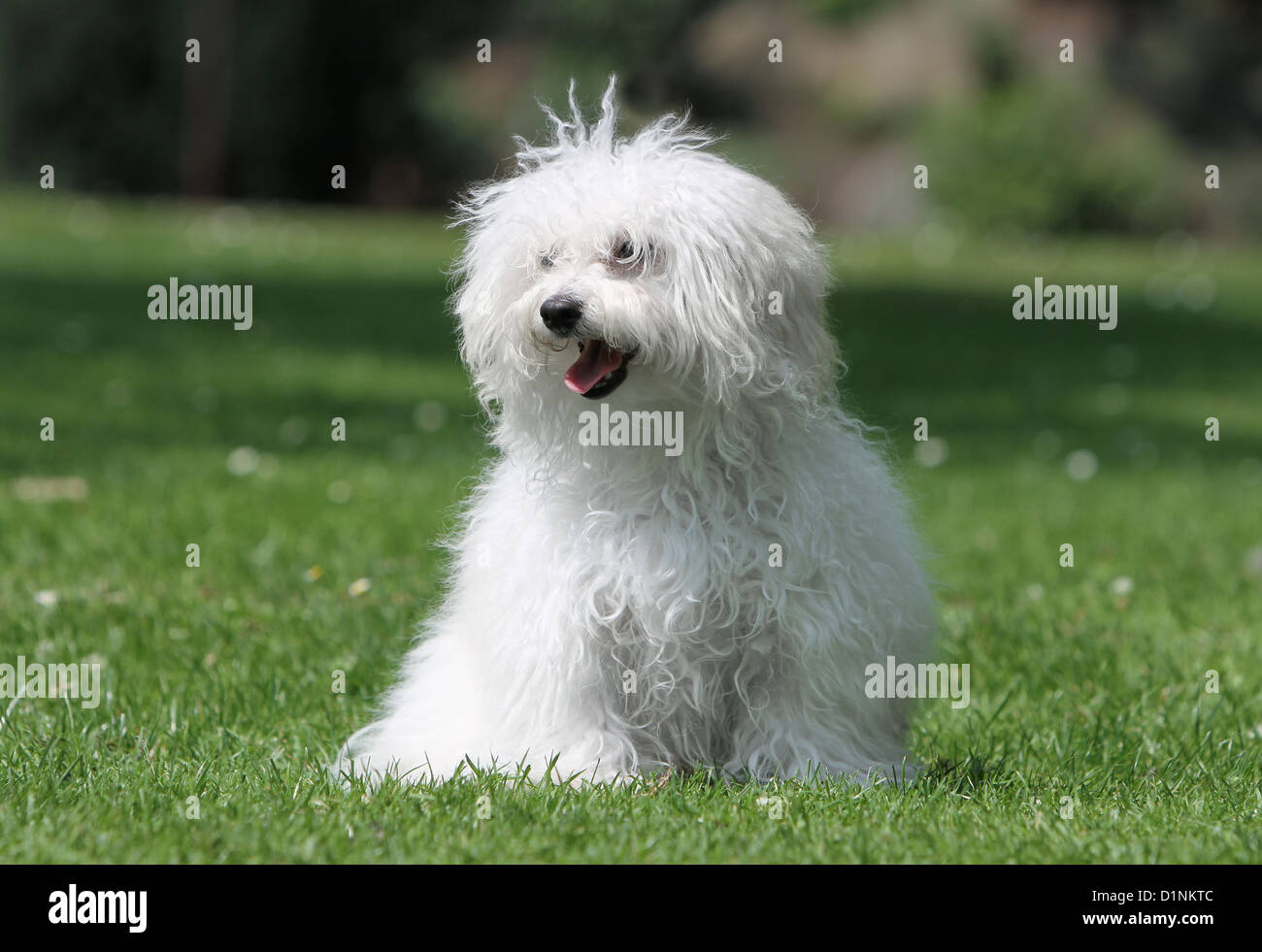 Adult bolo hi-res stock photography and images - Alamy