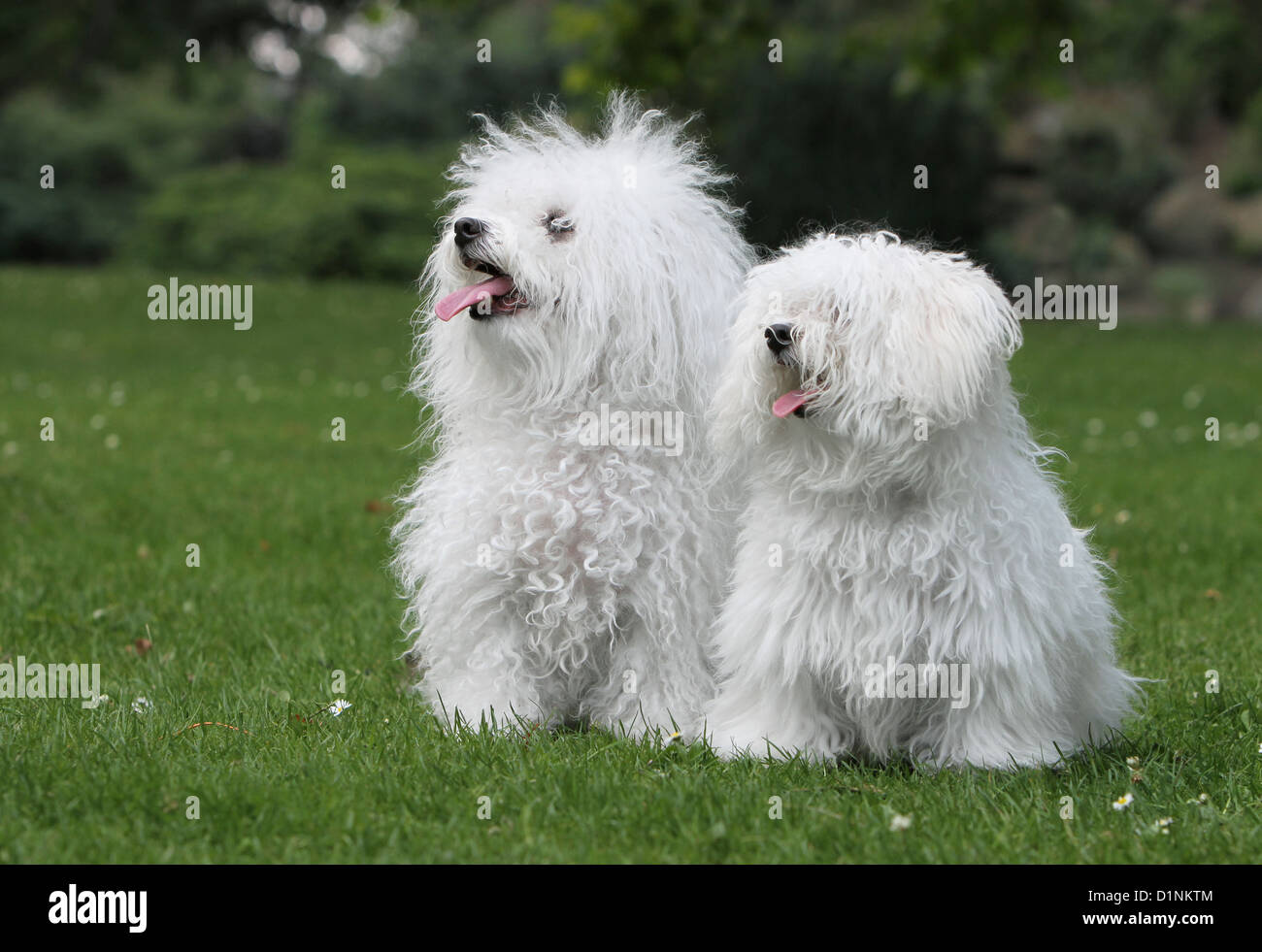 Dog Bolognese / Bichon Bolonais adult and puppy sitting on the grass ...