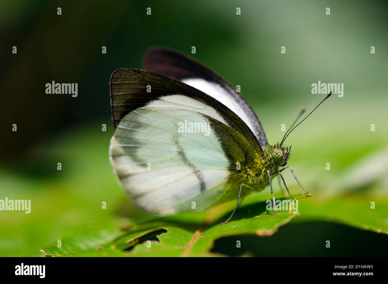 Micro forest hi-res stock photography and images - Alamy