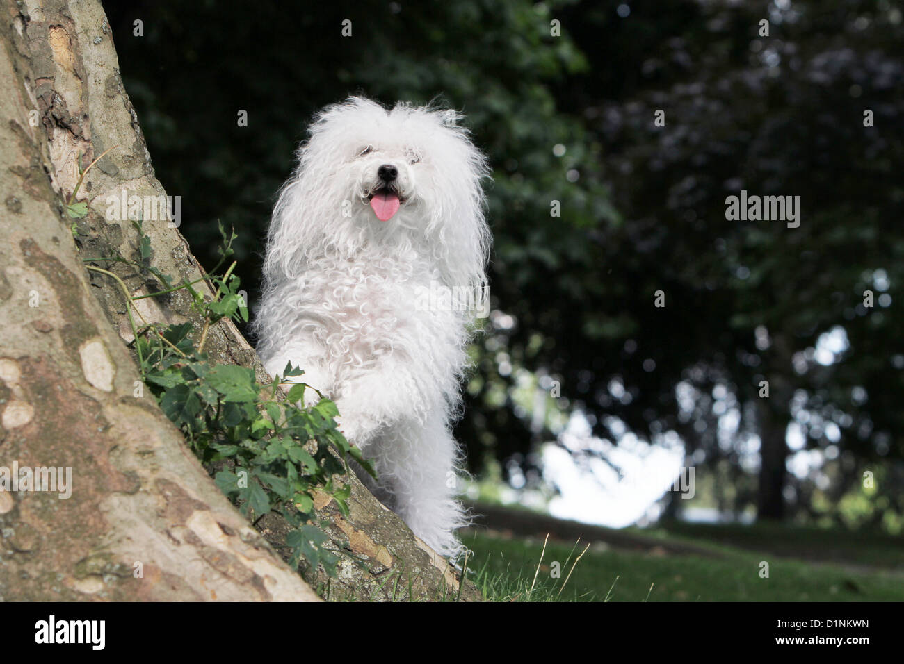 Adult bolo hi-res stock photography and images - Alamy