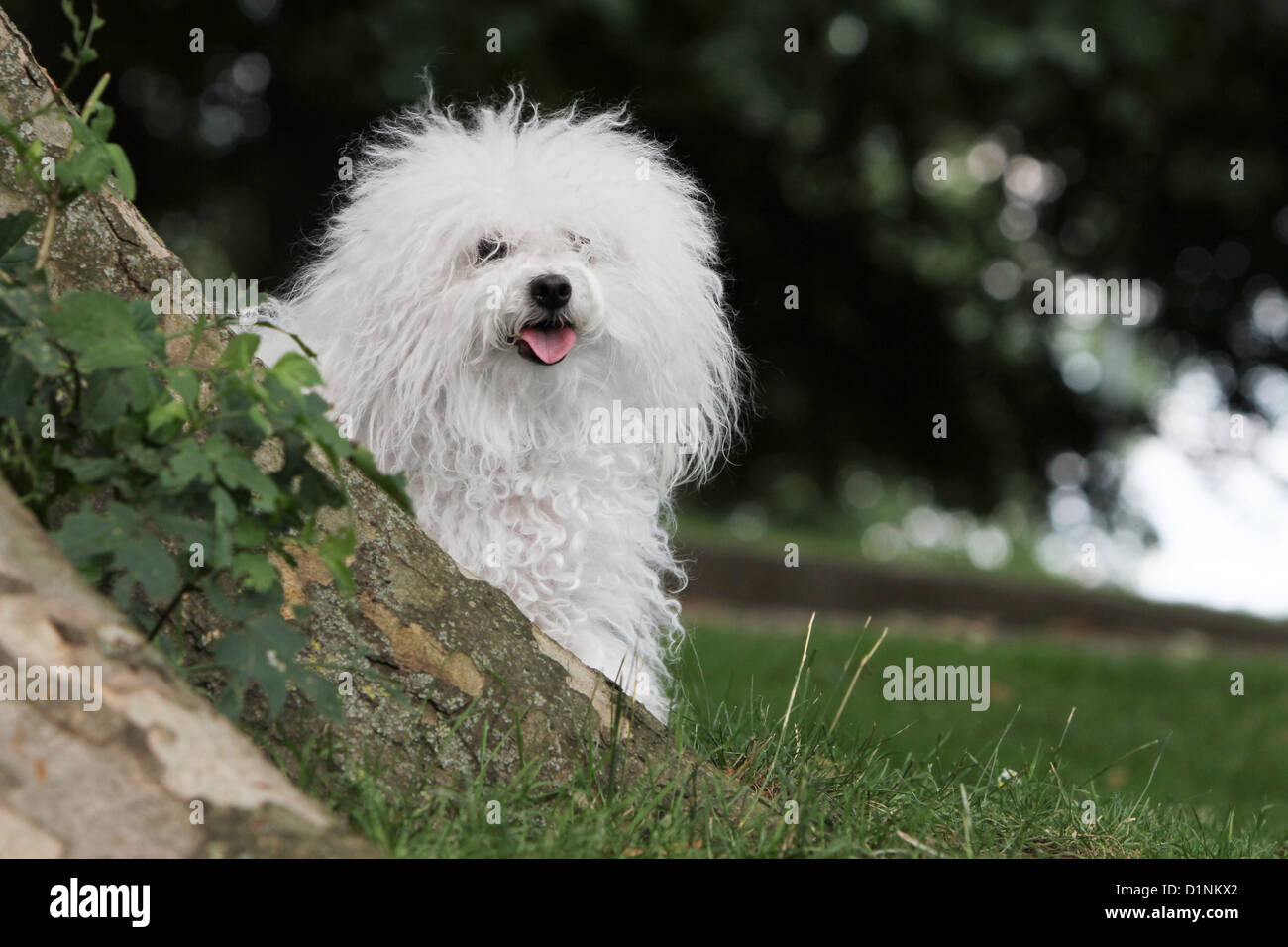 Adult bolo hi-res stock photography and images - Alamy