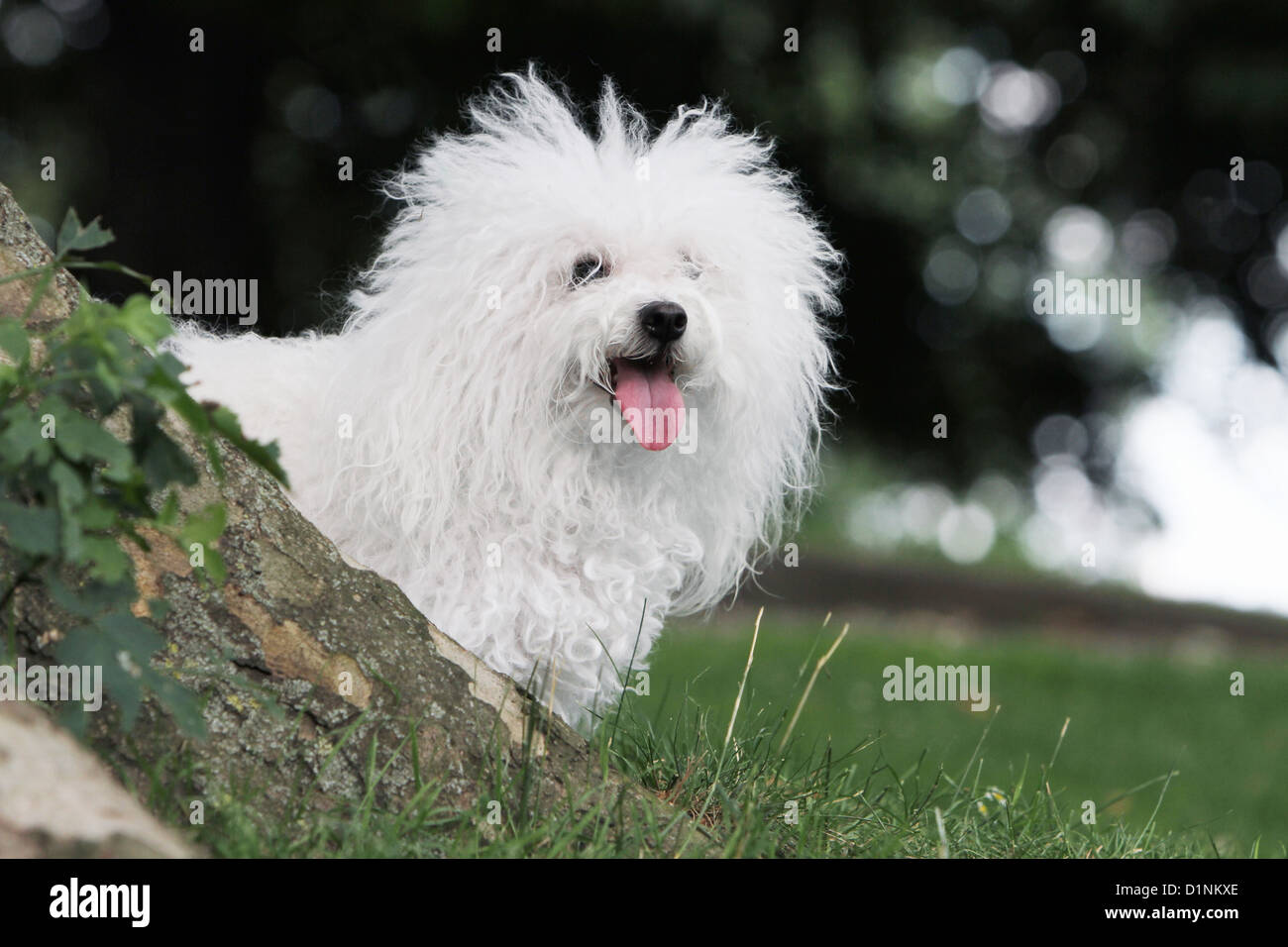 Adult bolo hi-res stock photography and images - Alamy