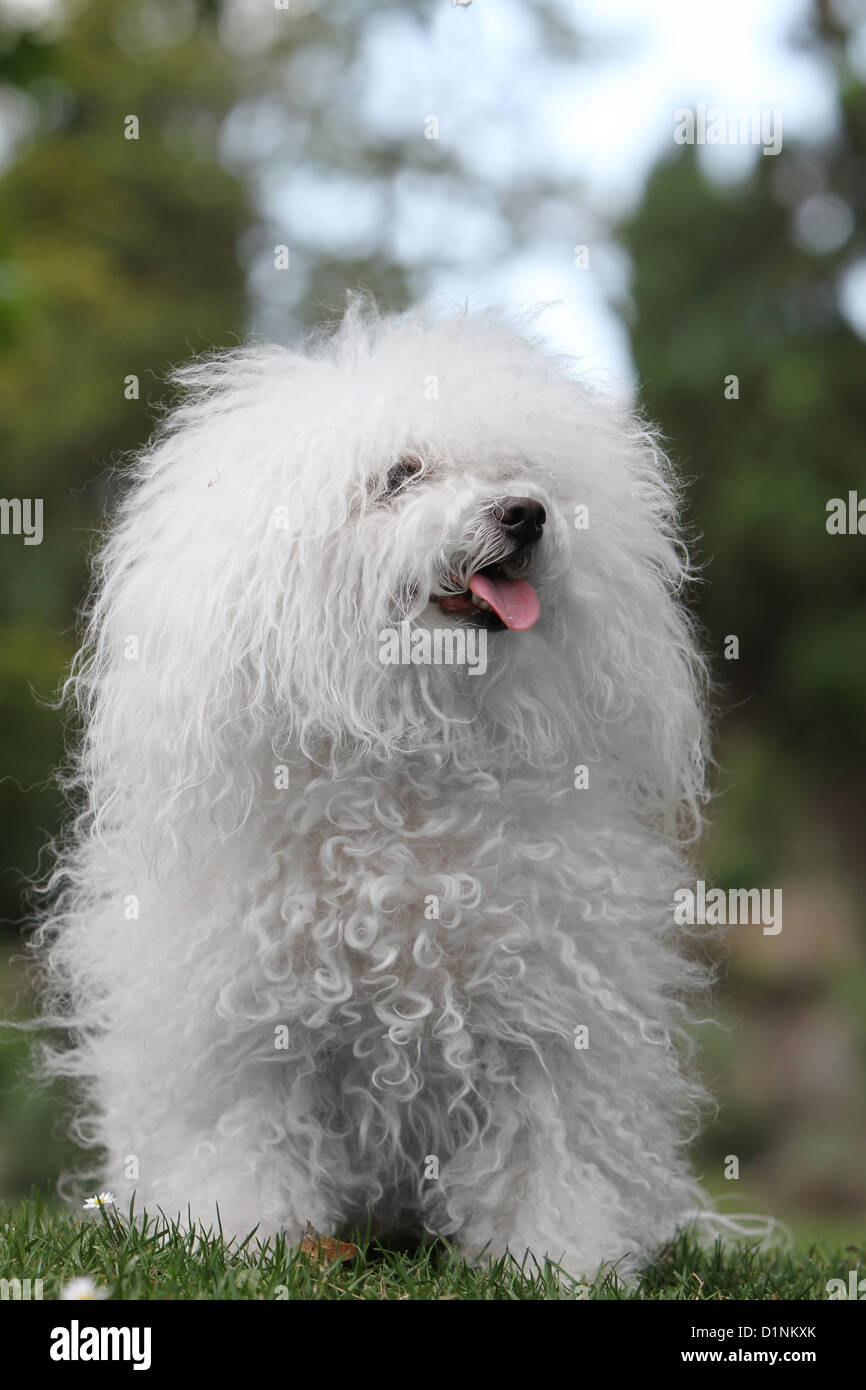 Bologneser hi-res stock photography and images - Alamy