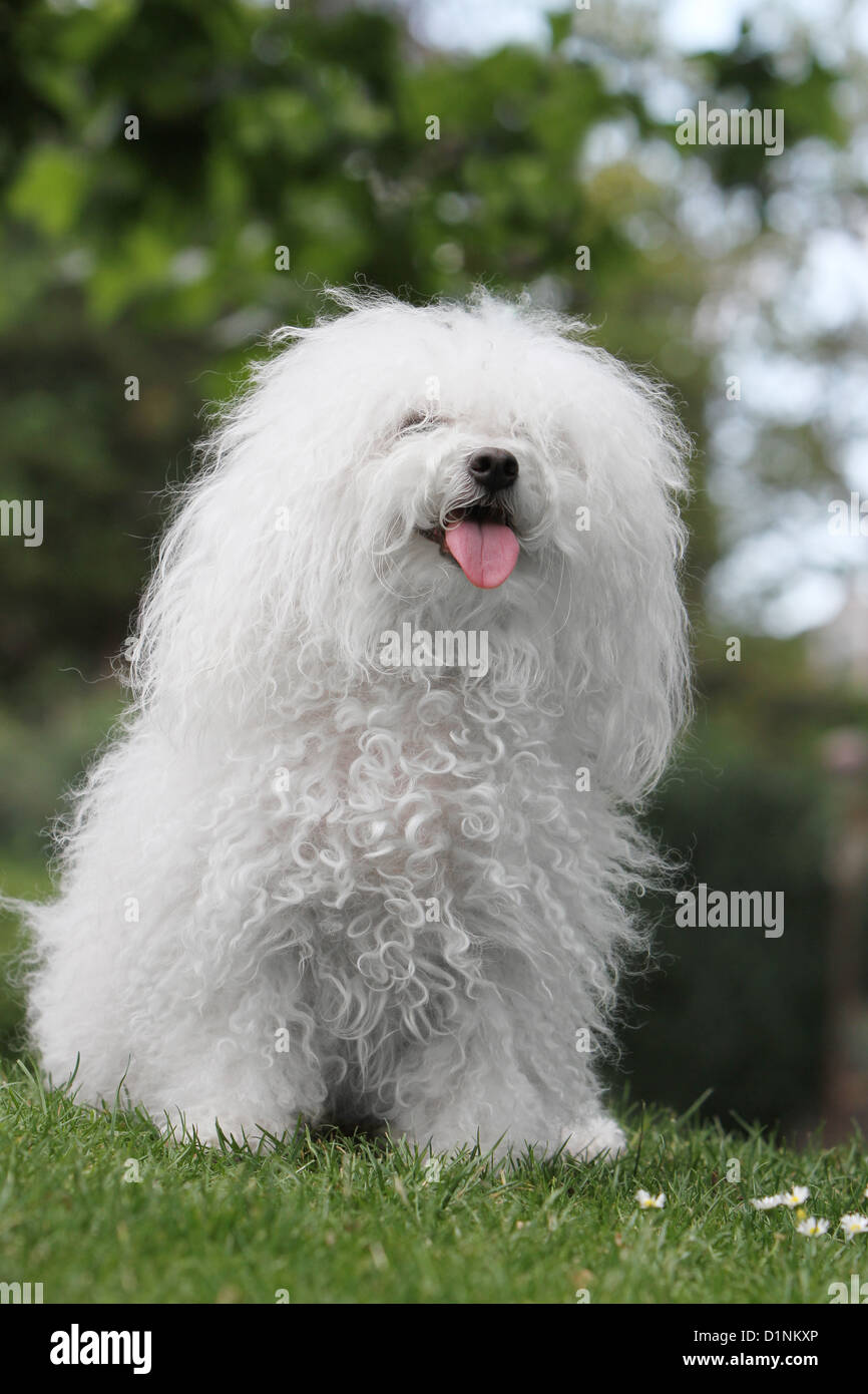 Adult bolo hi-res stock photography and images - Alamy