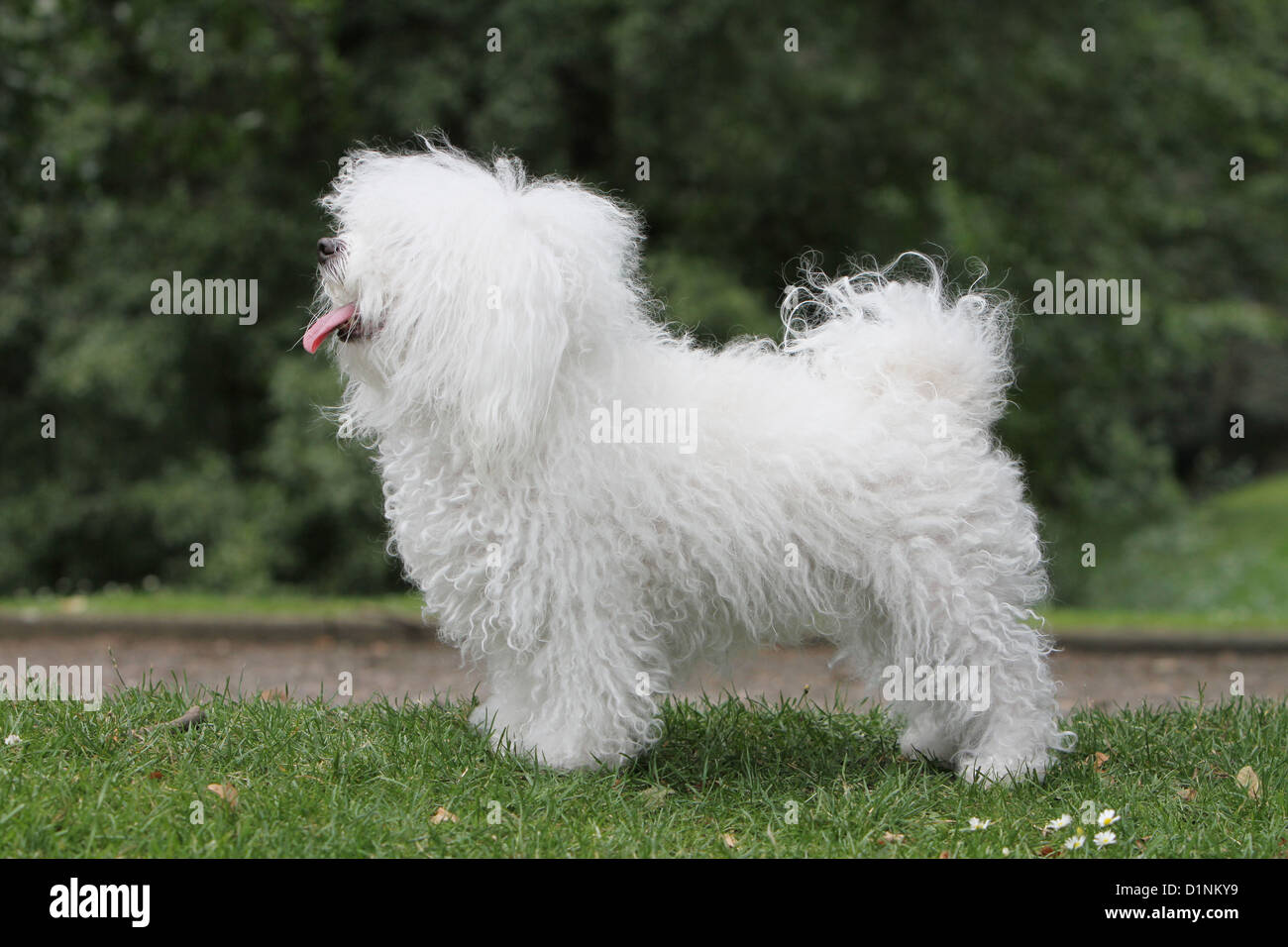 Dog Bolognese / Bichon Bolonais adult standard profile Stock Photo - Alamy