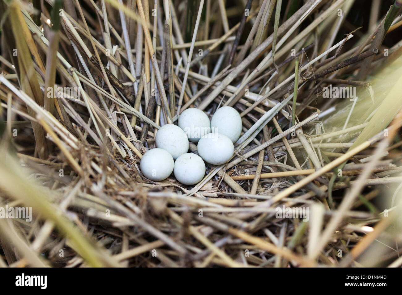 Nest of a bird with eggs in the nature. Ixobrychus minutus, Little ...