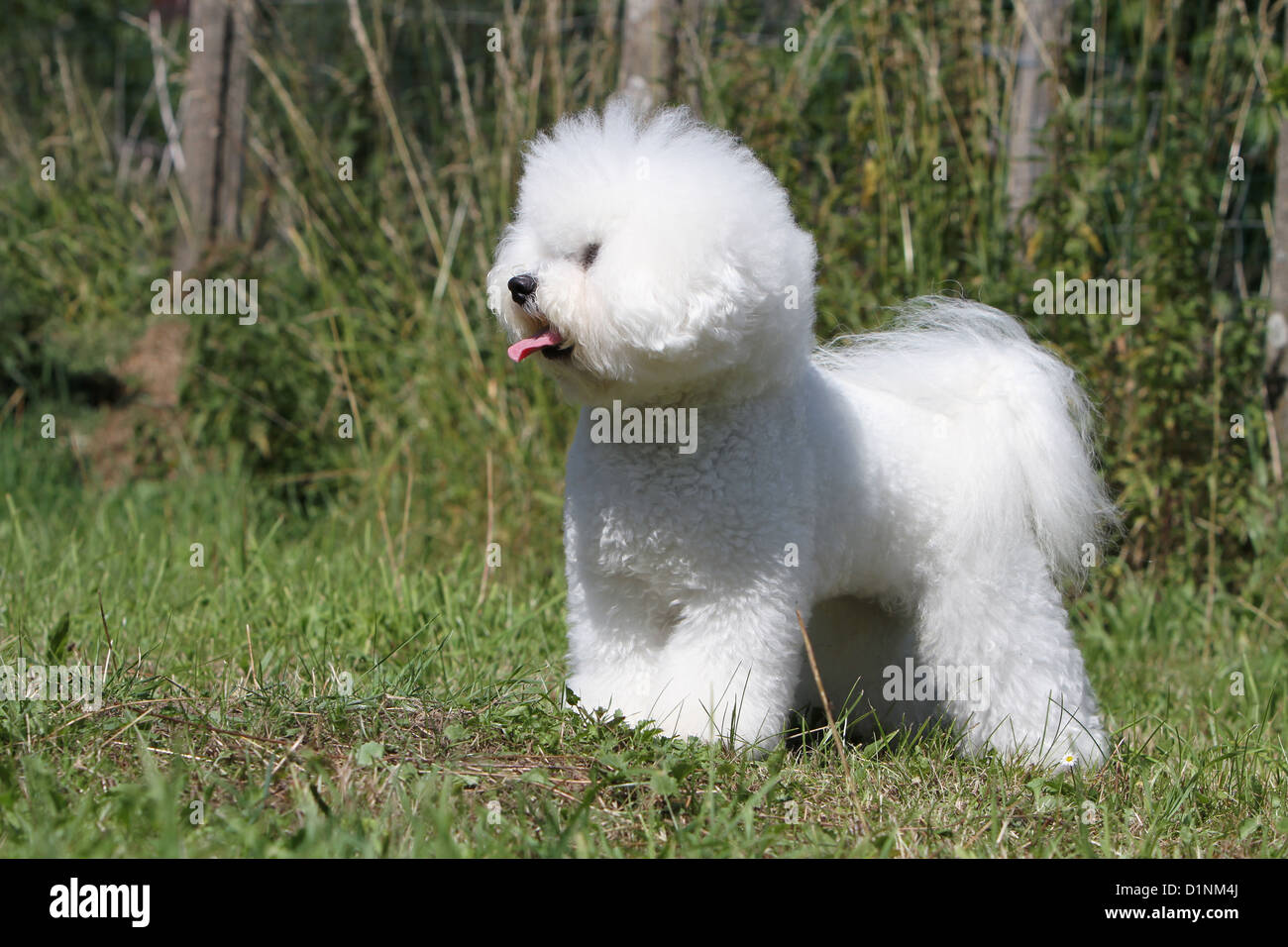 Dog Bichon Frise adult standard profile Stock Photo - Alamy