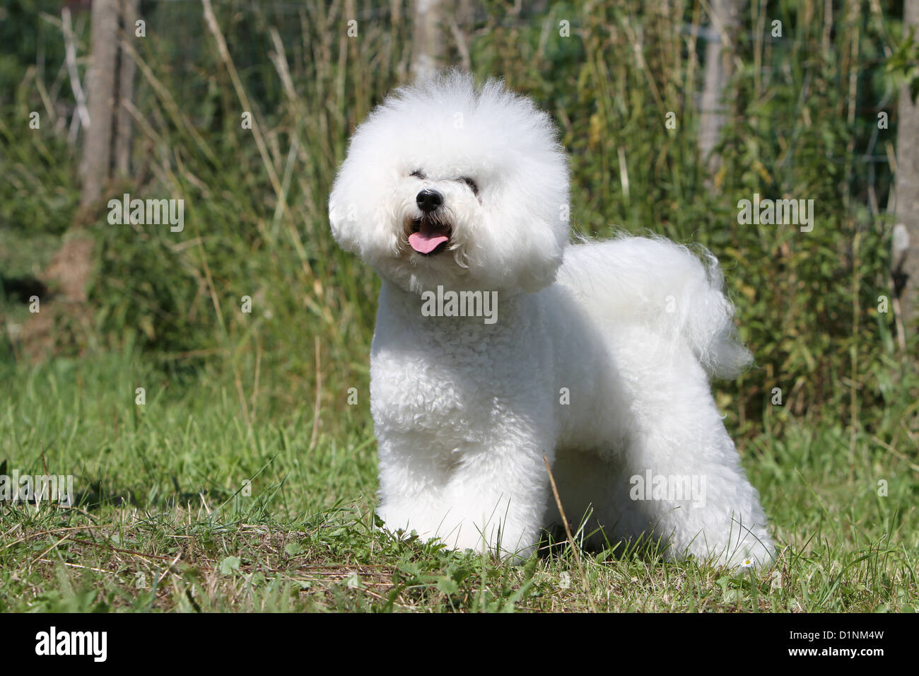 Dog Bichon Frise adult standard profile Stock Photo - Alamy
