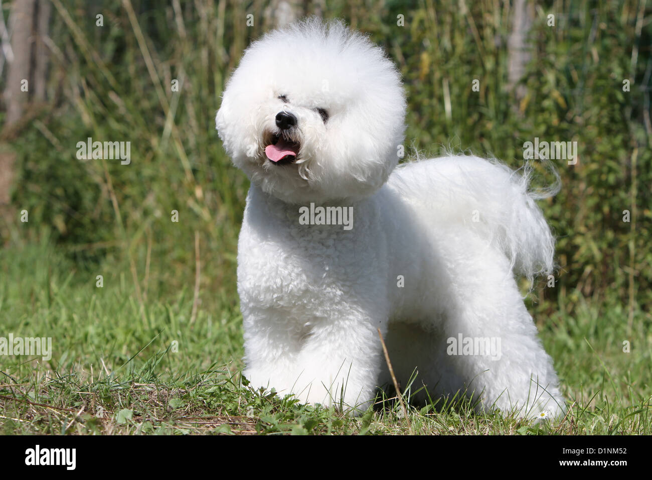 Dog Bichon Frise adult standard profile Stock Photo - Alamy