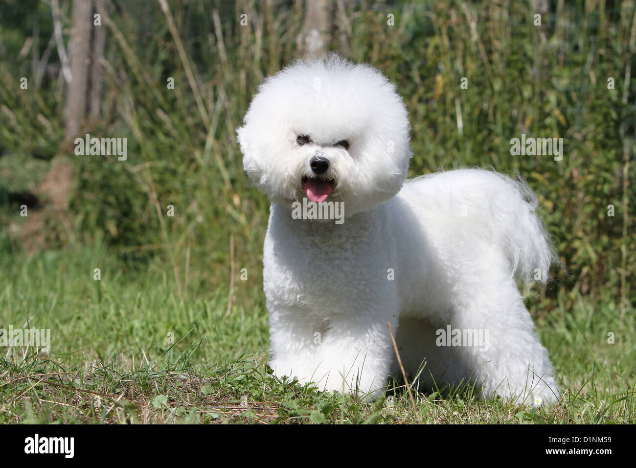 Dog Bichon Frise adult standard profile Stock Photo - Alamy