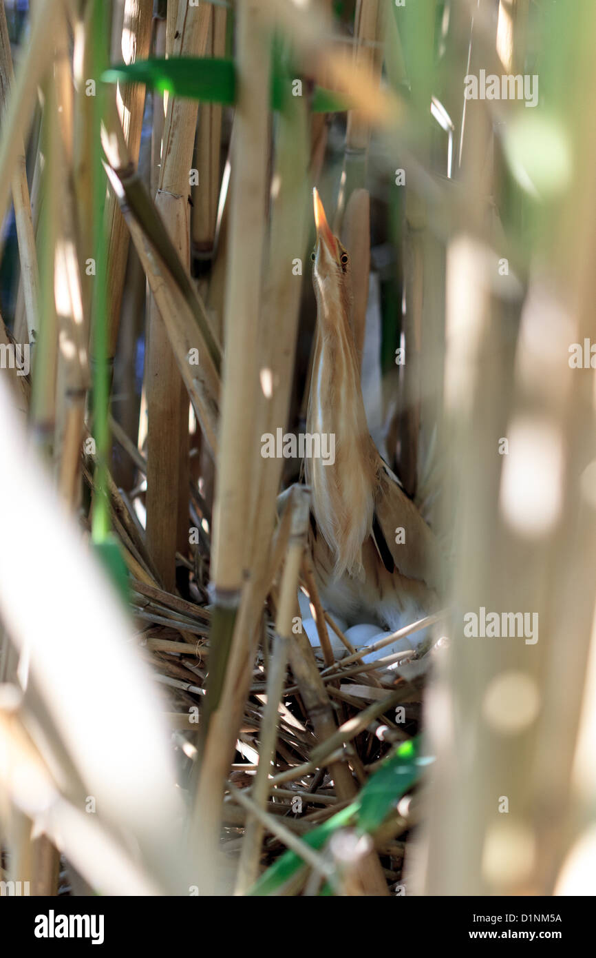 The bird incubates its eggs in a nest. Ixobrychus minutus, Little ...