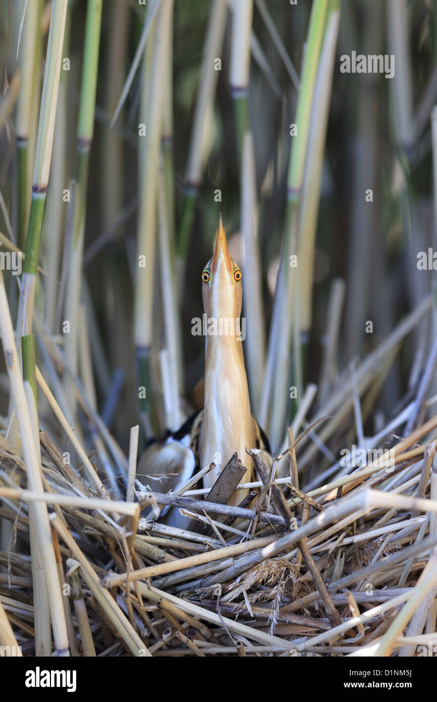 The bird incubates its eggs in a nest. Ixobrychus minutus, Little ...