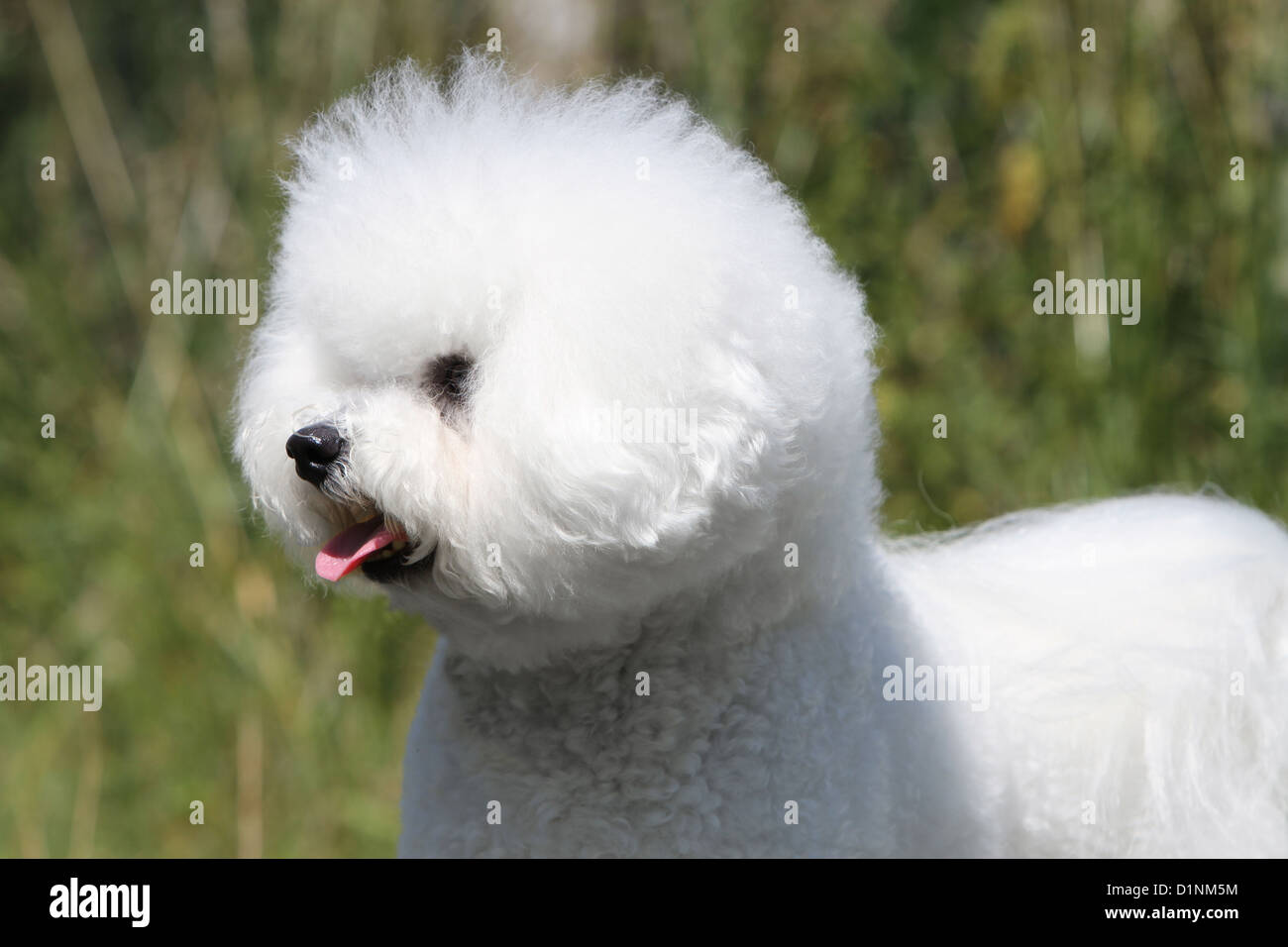 Dog Bichon Frise adult portrait profile Stock Photo - Alamy
