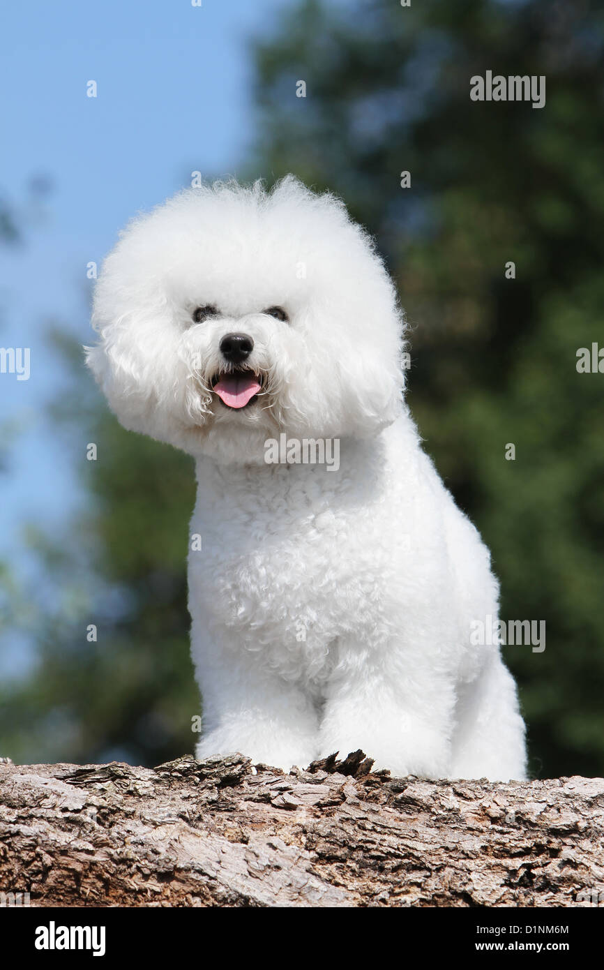 Bichon frise hi-res stock photography and images - Alamy
