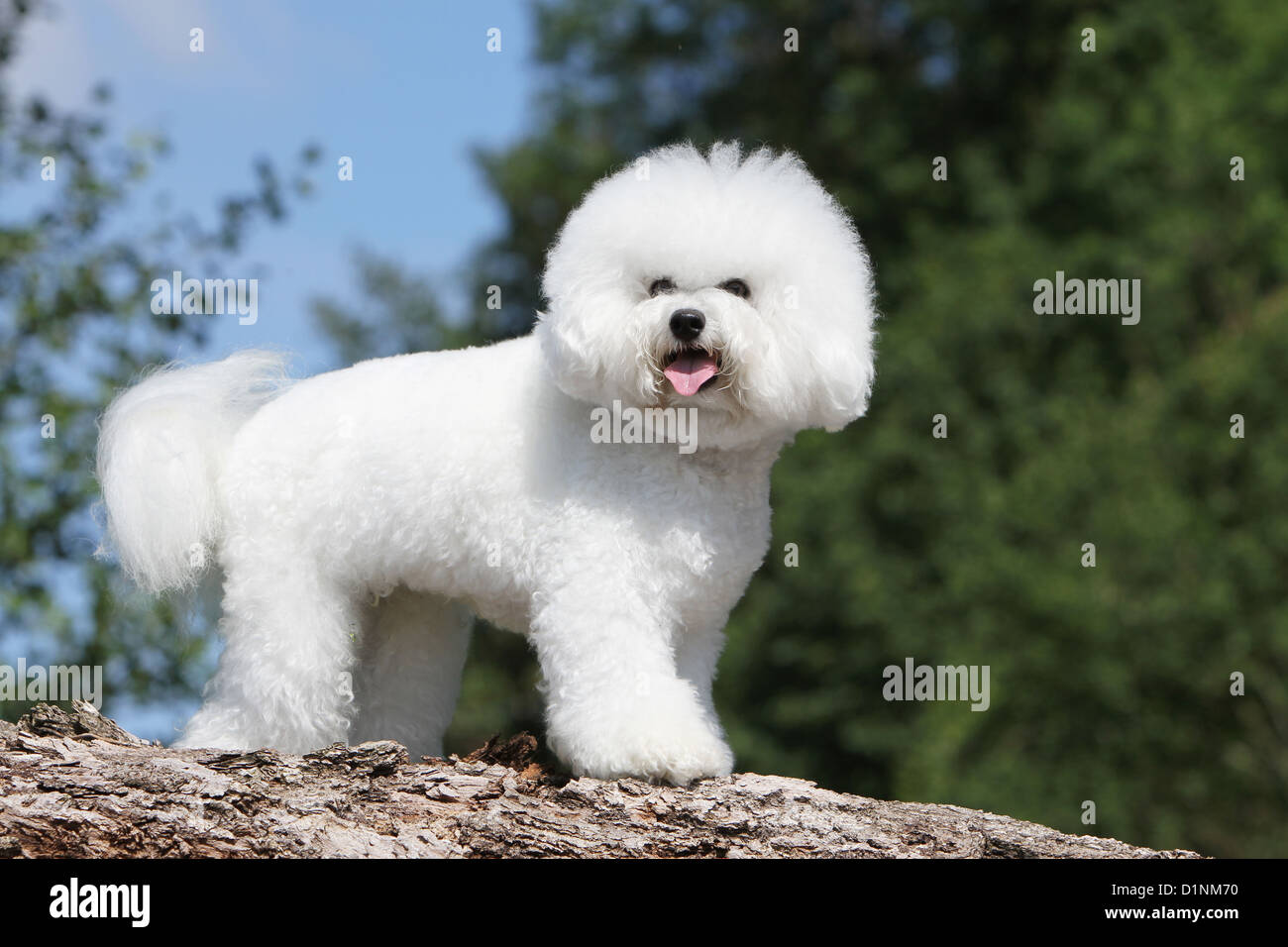 Bichon frise hi-res stock photography and images - Alamy