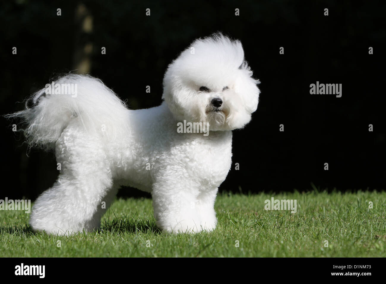 Dog Bichon Frise adult standard profile Stock Photo - Alamy