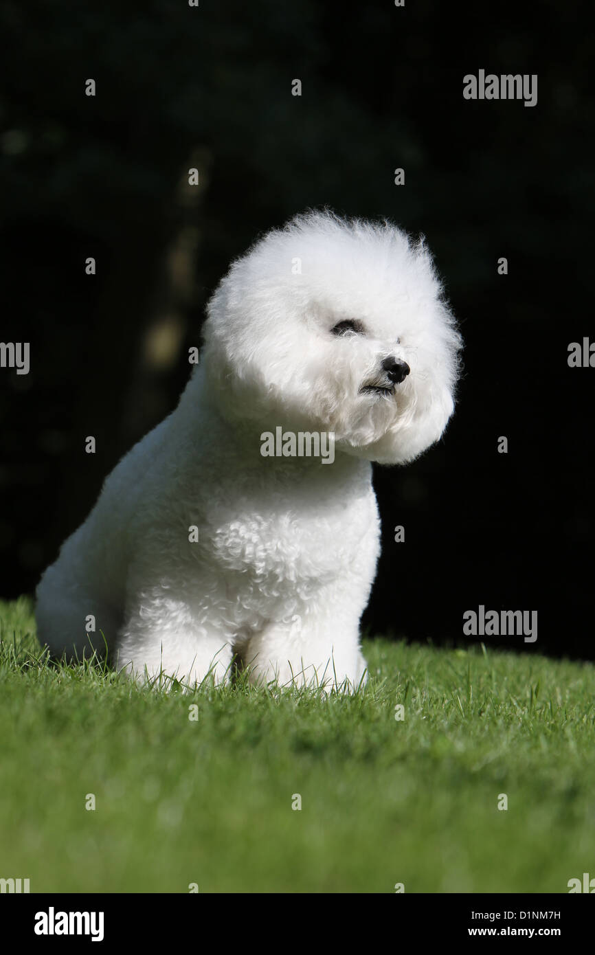 Dog Bichon Frise adult sitting Stock Photo - Alamy