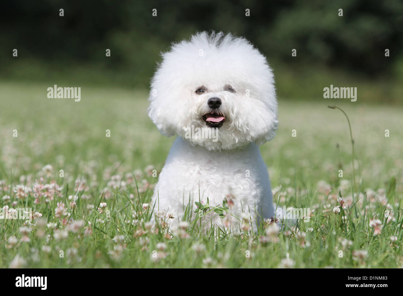 Dog Bichon Frise adult sitting Stock Photo - Alamy