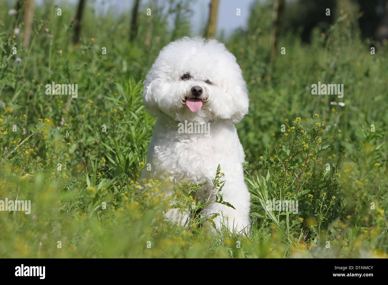 Dog Bichon Frise adult sitting Stock Photo - Alamy