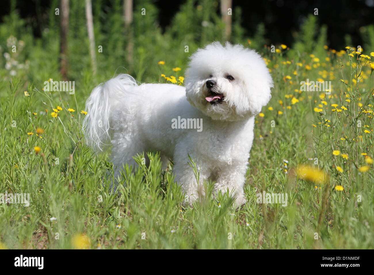 Dog bichon frise adult standing hi-res stock photography and images - Alamy