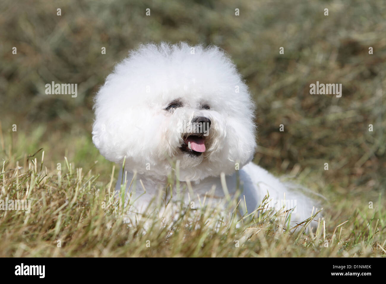 Bichon frise profile hi-res stock photography and images - Alamy