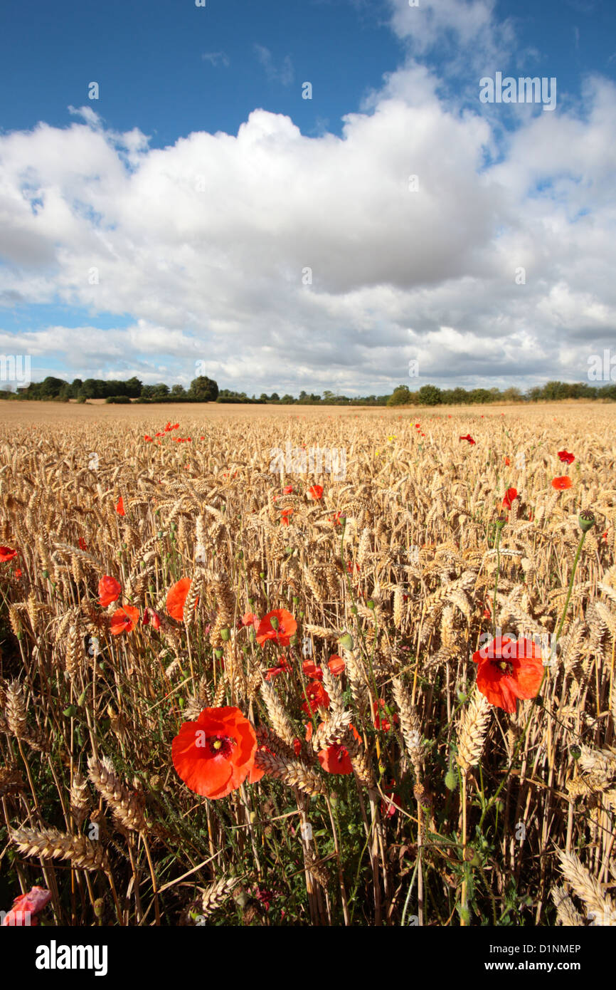 Off road fields hi-res stock photography and images - Alamy