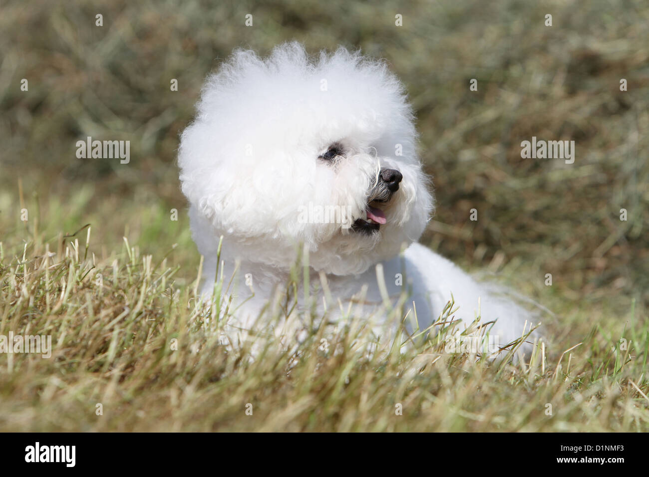 Dog Bichon Frise adult portrait profile Stock Photo - Alamy