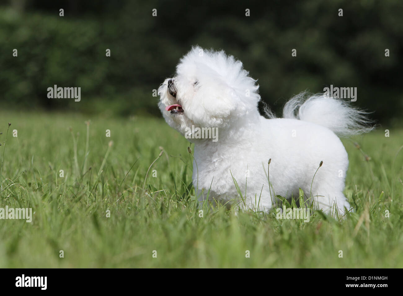Dog Bichon Frise adult standard profile Stock Photo - Alamy