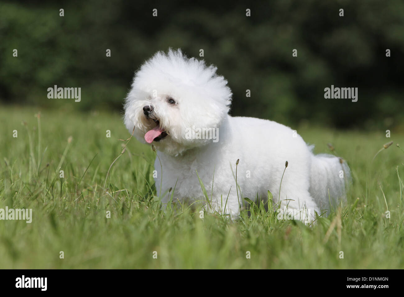 Dog Bichon Frise adult standard profile Stock Photo - Alamy