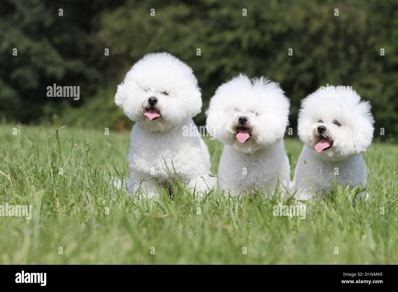 Three dog breeds together hi-res stock photography and images - Alamy