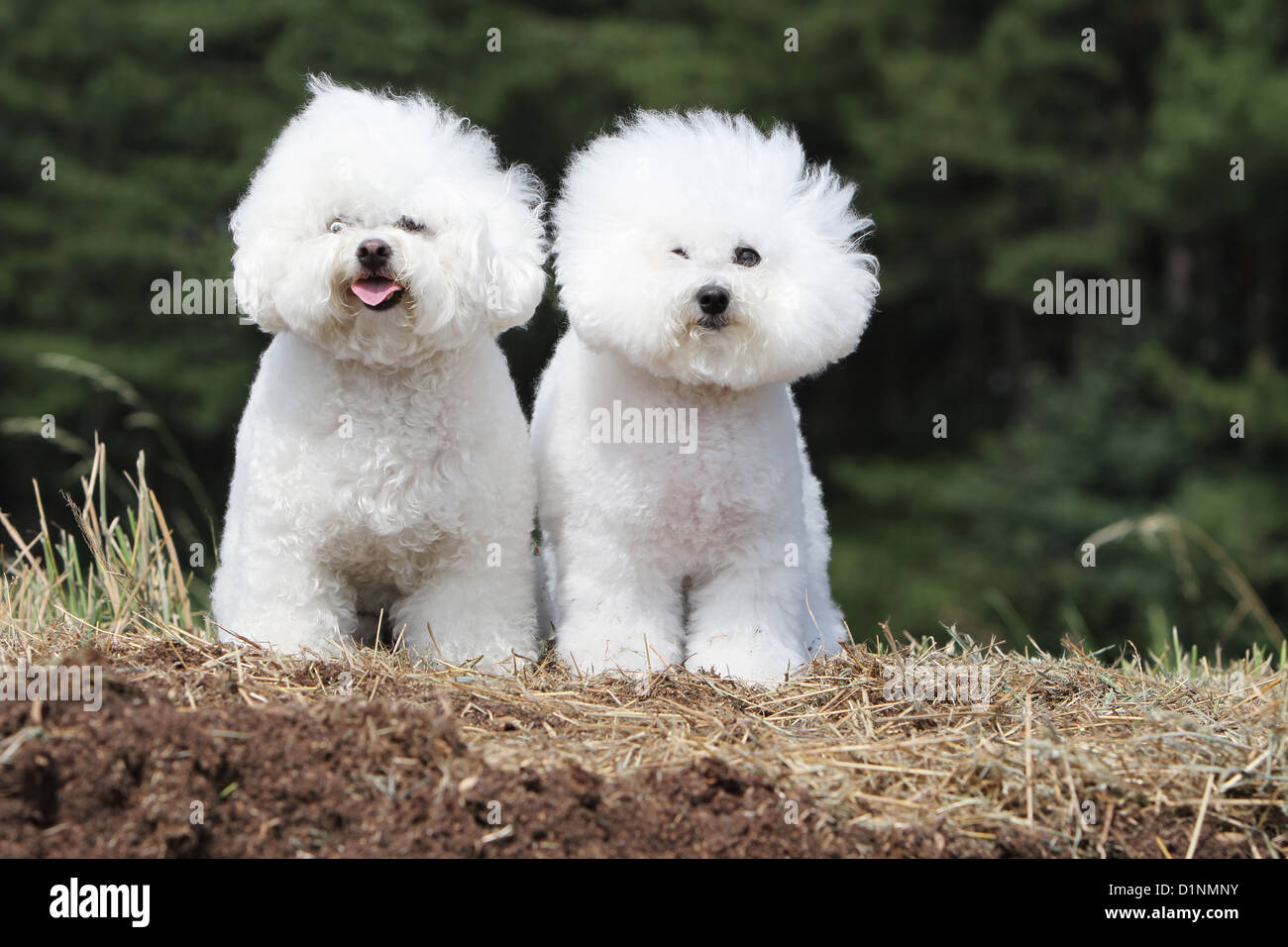 Dog Bichon Frise two adults standing face Stock Photo - Alamy