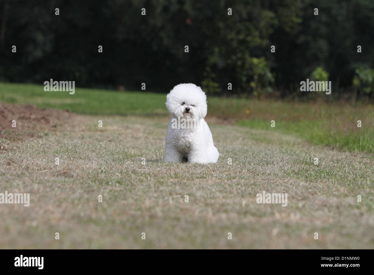 Dog Bichon Frise adult sitting Stock Photo - Alamy