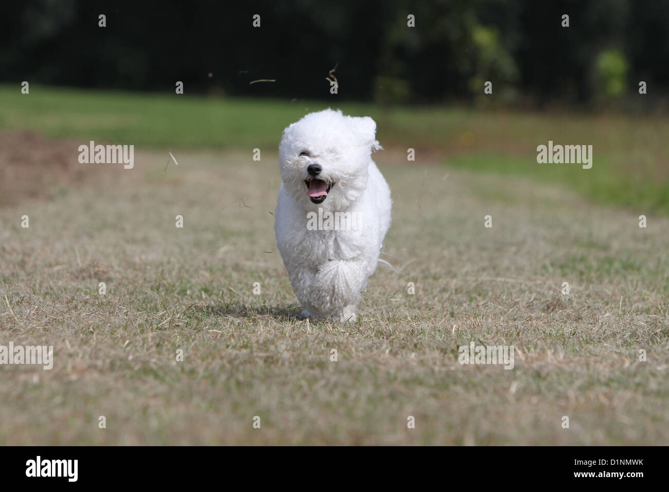 Dog bichon frise adult running hi-res stock photography and images - Alamy