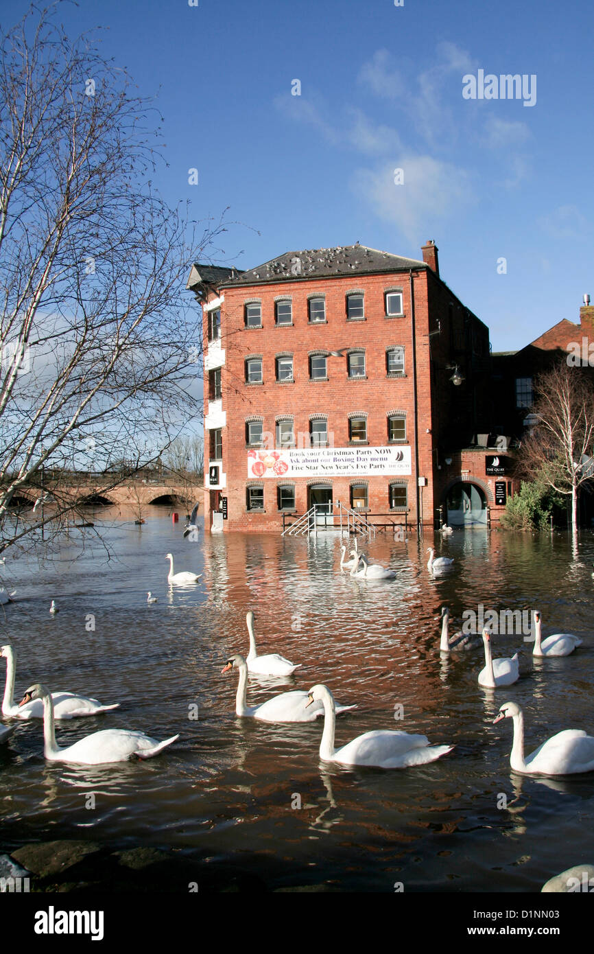 Worcester, UK. 1st Jan, 2013. swans in flooded street South Quay ...