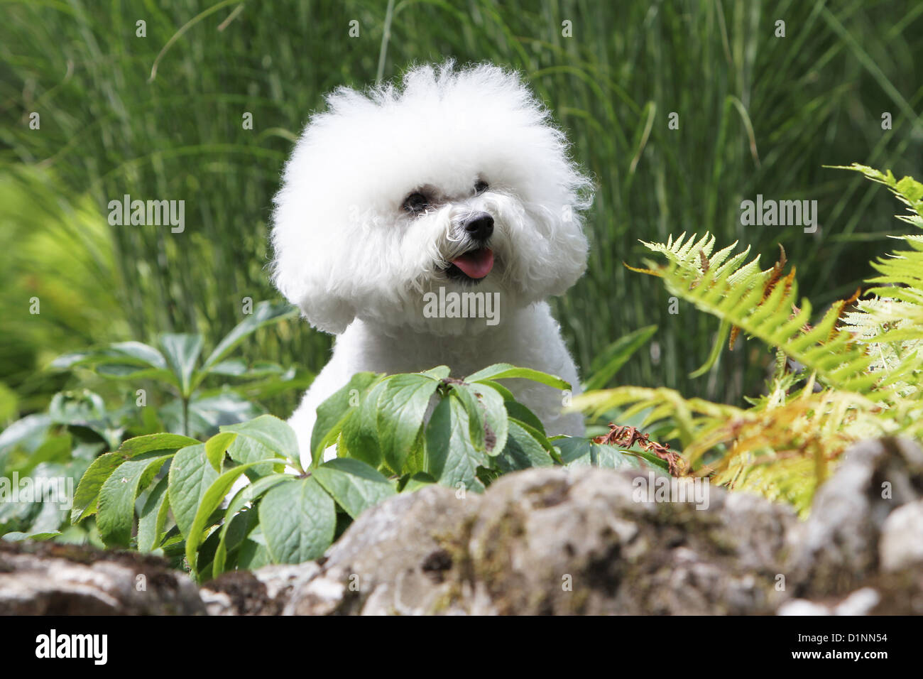 Dog Bichon Frise adult portrait Stock Photo - Alamy