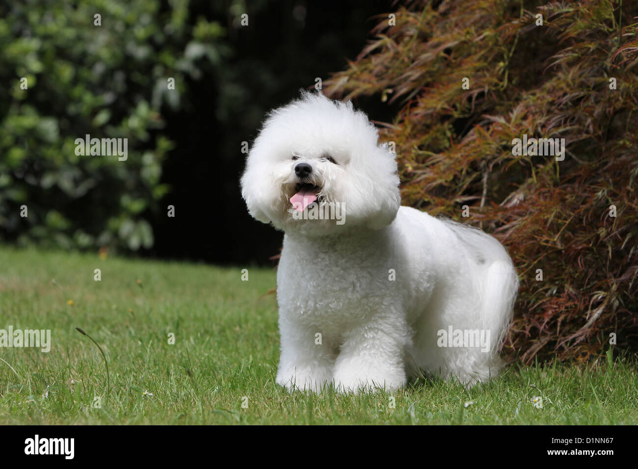 Bichon frise profile hi-res stock photography and images - Alamy